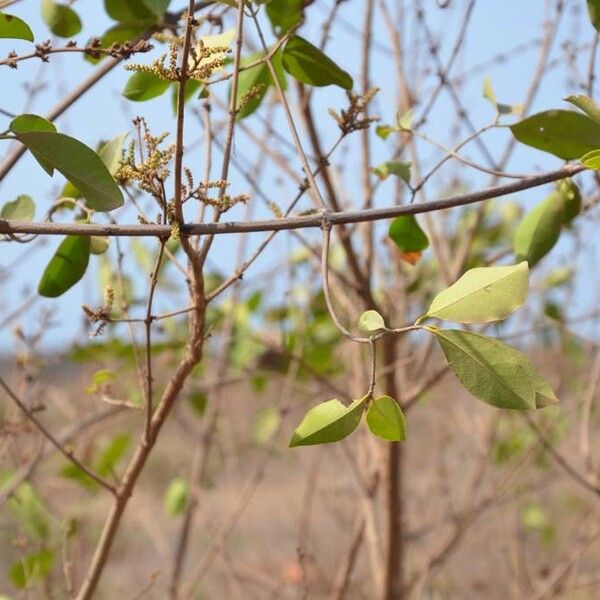 Hairy Corkwood (Commiphora Africana) Plant Care & How to Grow, Water