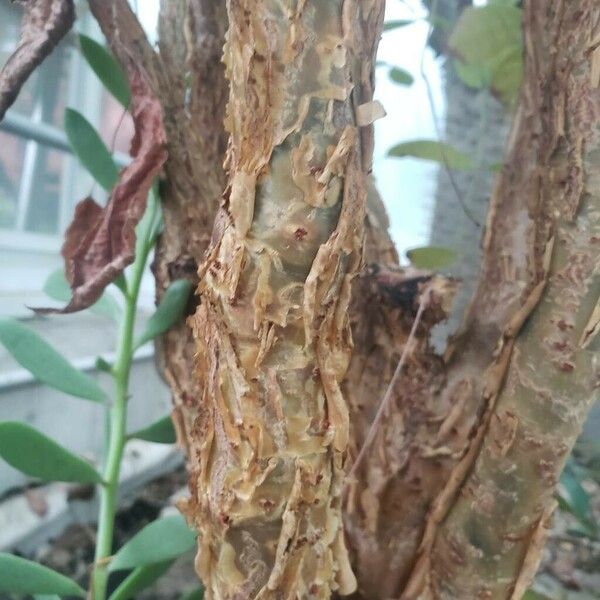 Commiphora Capuronii Plant Care & How to Grow, Water