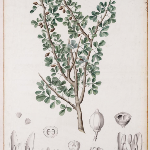 Mecca Myrrh (Commiphora Gileadensis) Plant Care & How to Grow, Water