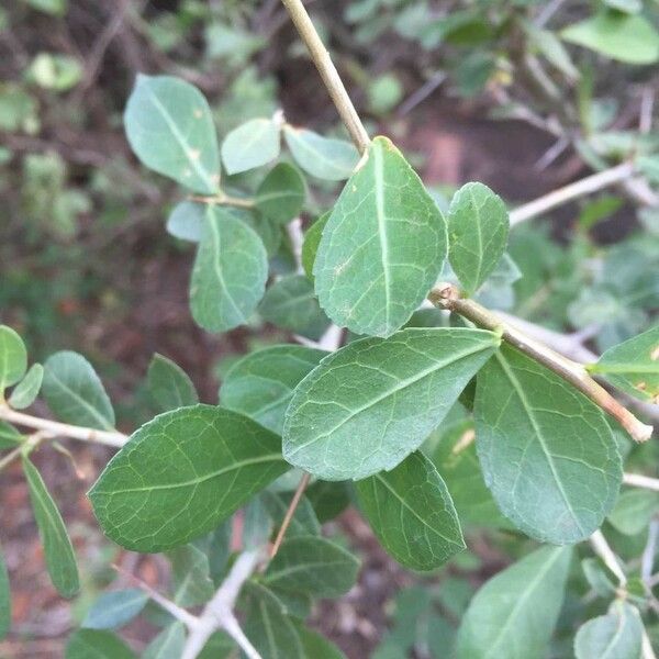 Tall Common Corkwood (Commiphora Glandulosa) Care Guide: Water, Soil ...