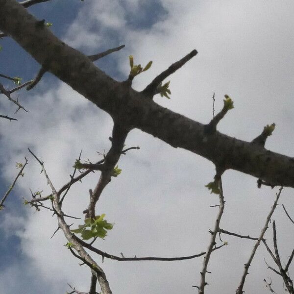 Blue Corkwood (Commiphora Glaucescens) Plant Care & How to Grow, Water