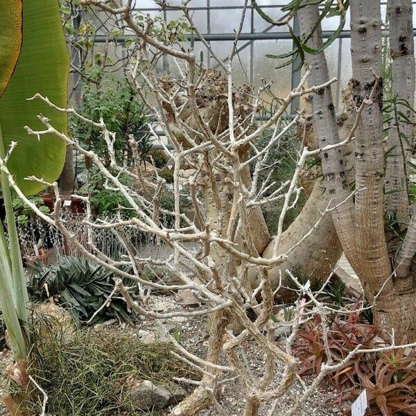 Humbert's Myrrh (Commiphora Humbertii) Plant Care & How to Grow, Water