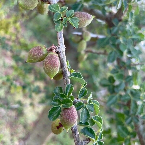 Bisabol Myrrh (Commiphora Kataf) Plant Care & How to Grow, Water
