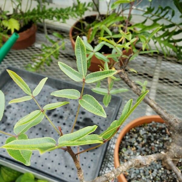 Commiphora Lamii Plant Care & How to Grow, Water