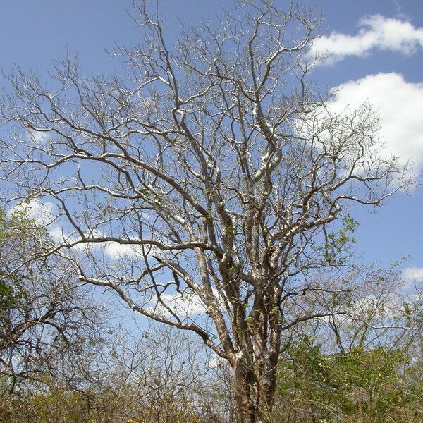 Commiphora Leptophloeos Plant Care & How to Grow, Water