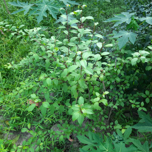Commiphora Madagascariensis Plant Care & How to Grow, Water