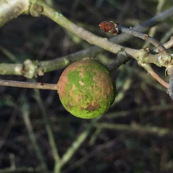 Soft-Leaved Commiphora (Commiphora Mollis) Plant Care & How to Grow, Water