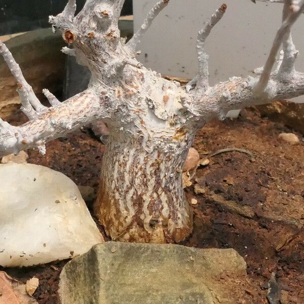 Hyaena Corkwood (Commiphora Oblanceolata) Plant Care & How to Grow, Water