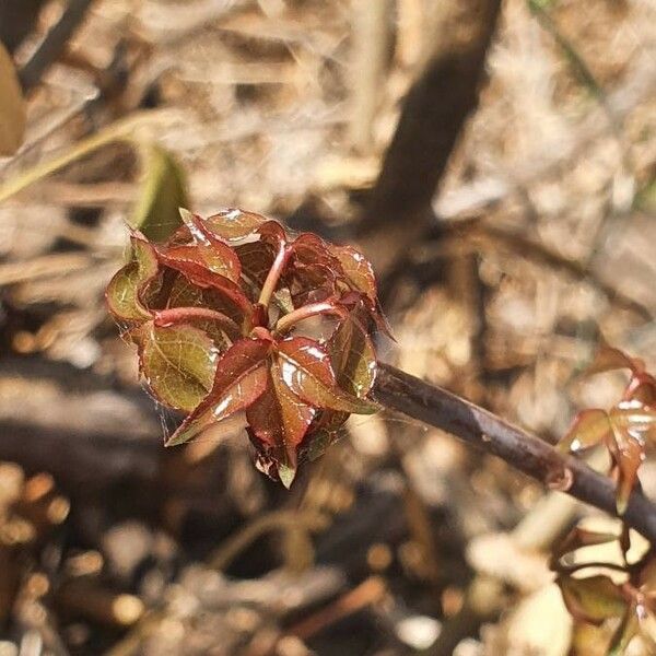 Commiphora Samharensis Plant Care & How to Grow, Water