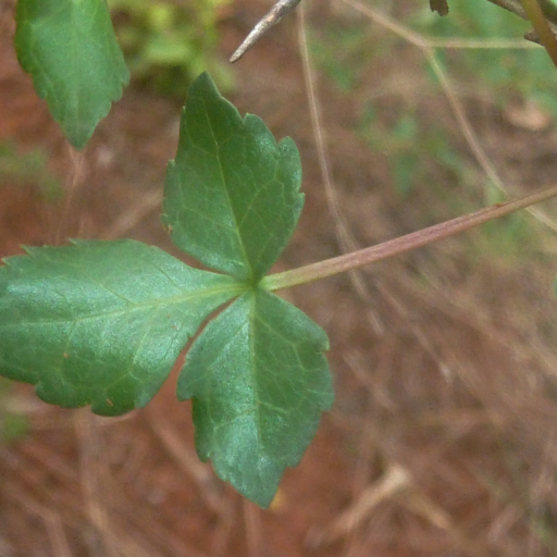Glossy Corkwood (Commiphora Schimperi) Plant Care & How to Grow, Water