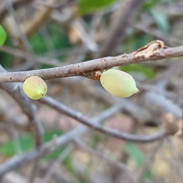 Indian Bdellium-Tree (Commiphora Wightii) Plant Care & How to Grow, Water
