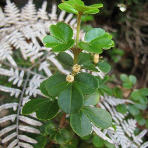 Comptonella Fruticosa Plant Care & How to Grow, Water