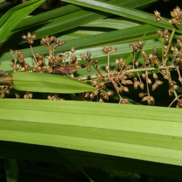 Conchocarpus Guyanensis Care Guide: Water, Soil & Propagation - Plantiary