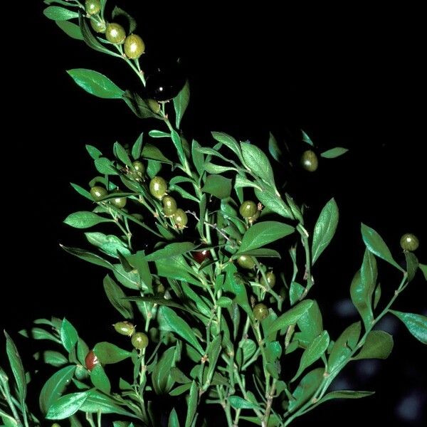 Brazilian Bluewood (Condalia Hookeri) Plant Care & How to Grow, Water