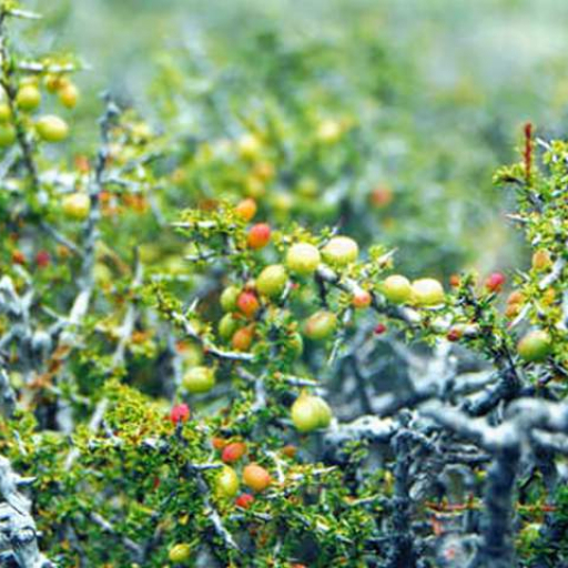 Piquillin (Condalia Microphylla) Plant Care & How to Grow, Water