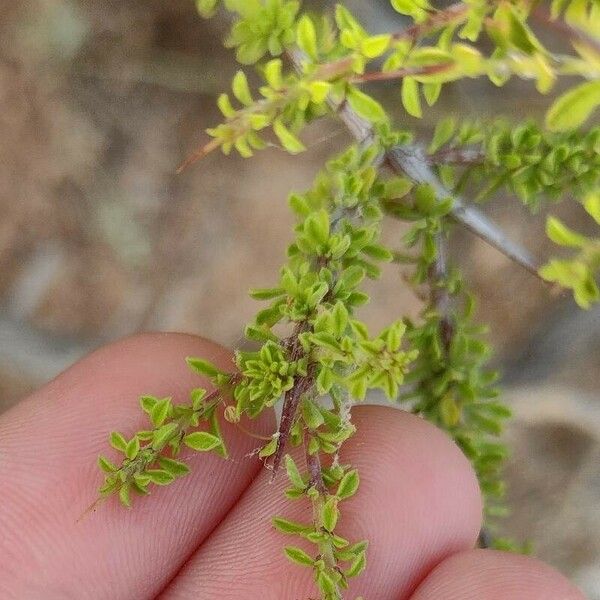 Warnock's Condalia (Condalia Warnockii) Plant Care & How to Grow, Water