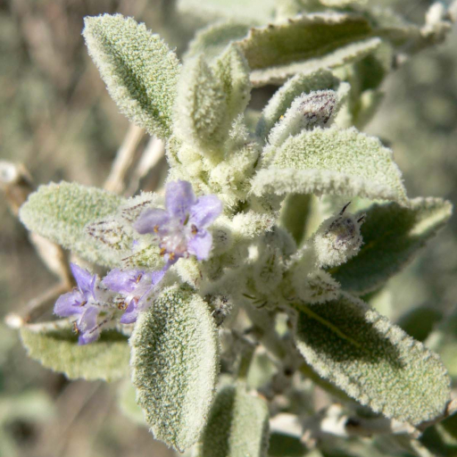 Desert Lavender (Condea Emoryi) Plant Care & How to Grow, Water
