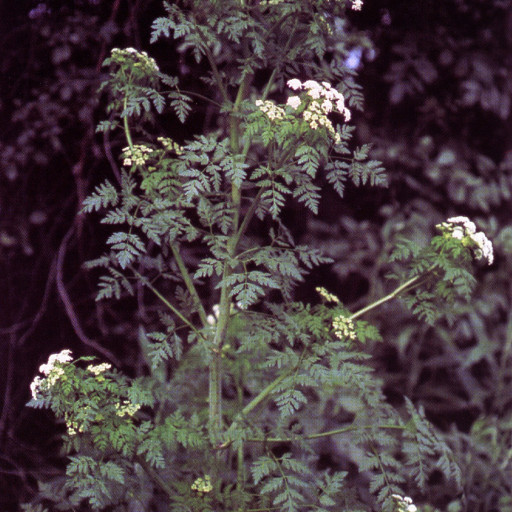 Poison Hemlock (Conium Maculatum) Plant Care & How to Grow, Water