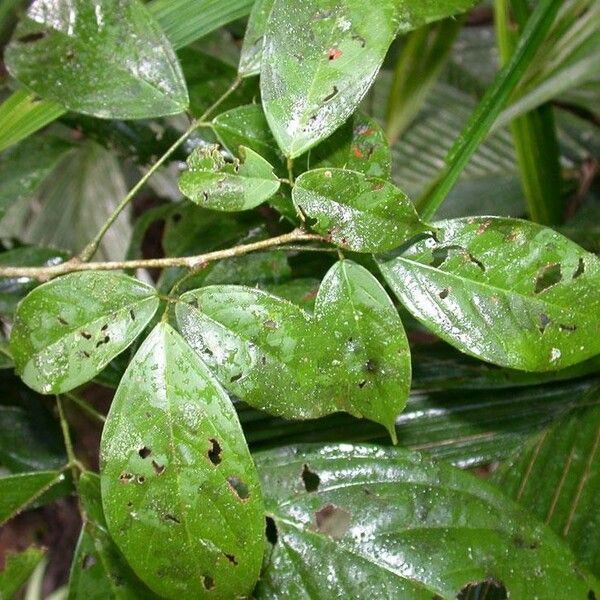 Connarus Costaricensis Plant Care & How to Grow, Water