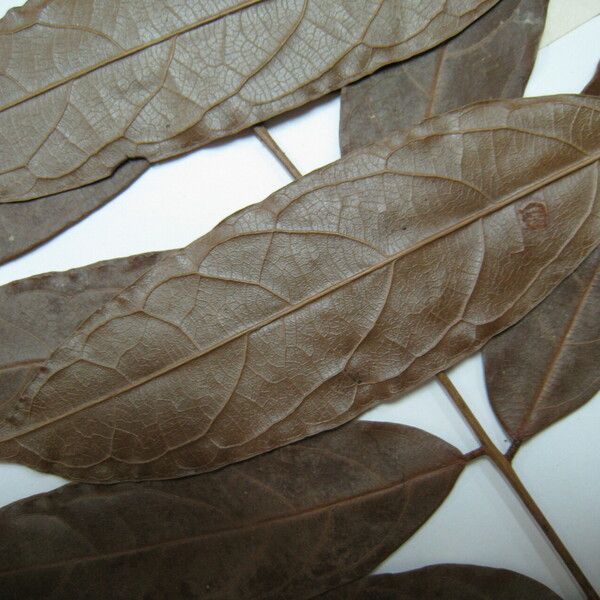 Connarus Fasciculatus Plant Care & How to Grow, Water