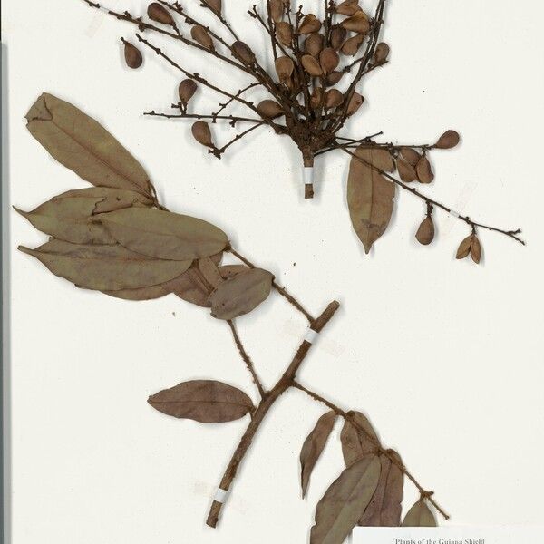 Connarus Patrisii Plant Care & How to Grow, Water