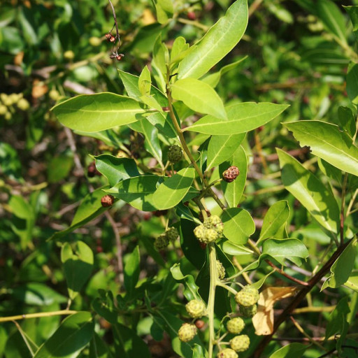 Button Mangrove (Conocarpus Erectus) Plant Care & How to Grow, Water