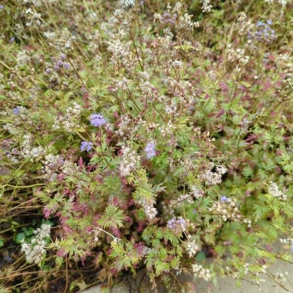 Palmleaf Thoroughwort (Conoclinium Dissectum) Plant Care & How to Grow ...