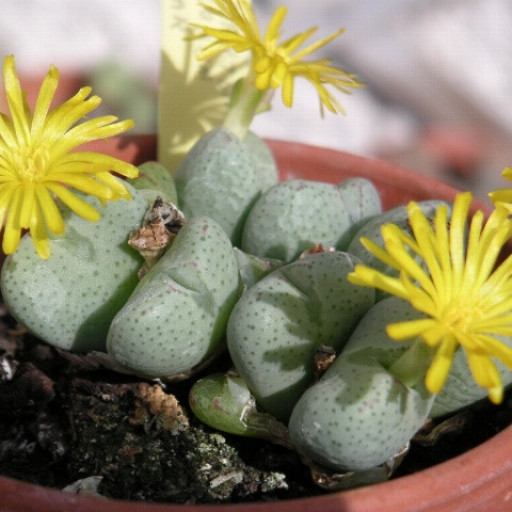 Conophytum Bilobum Plant Care & How to Grow, Water