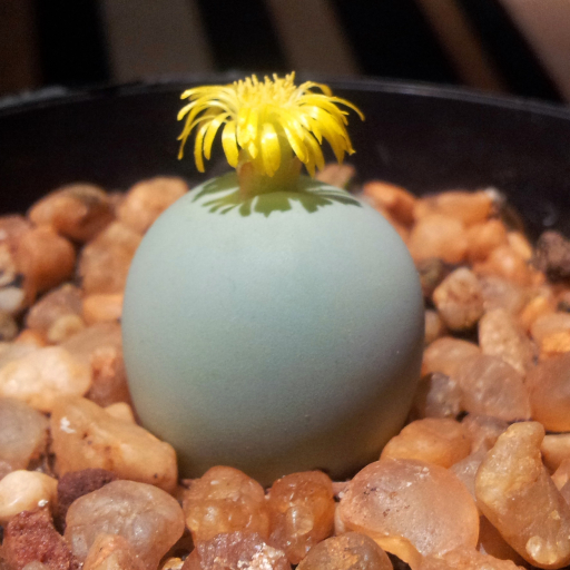 Marble Buttons (Conophytum Calculus) Plant Care & How to Grow, Water