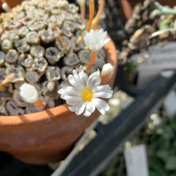 Conophytum Cubicum Care Guide: Water, Soil & Propagation - Plantiary