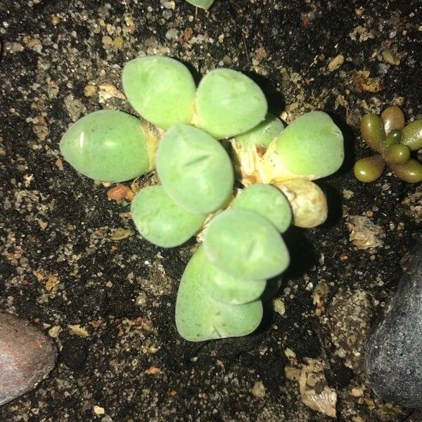 Conophytum Hians Plant Care & How to Grow, Water