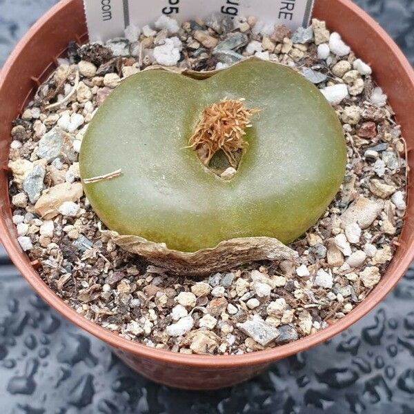 Cape Leadwort (Plumbago Auriculata) Plant Care & How to Grow, Water