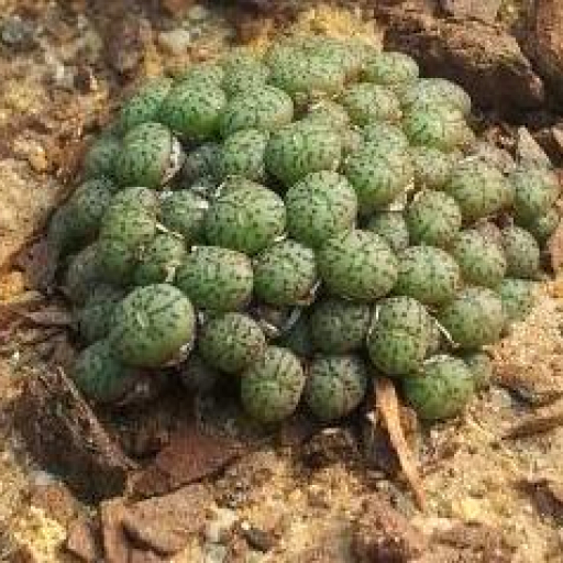 Conophytum Minimum Care Guide: Water, Soil & Propagation - Plantiary