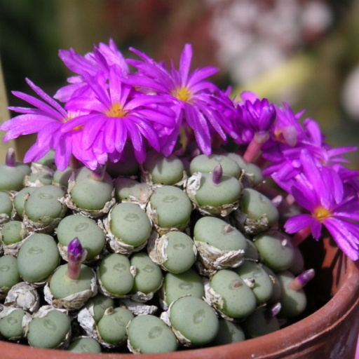 Conophytum Minutum Plant Care & How to Grow, Water