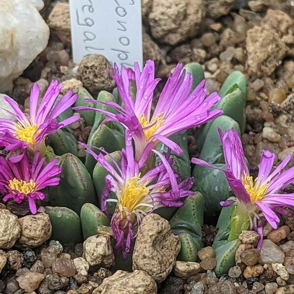 Conophytum Regale Plant Care & How to Grow, Water