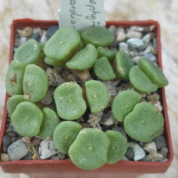Conophytum Ricardianum Plant Care & How to Grow, Water