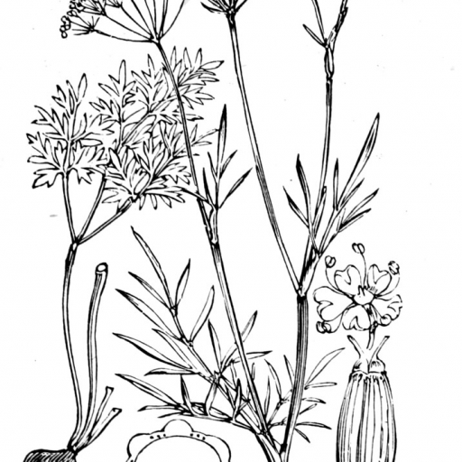 Pignut (Conopodium Majus) Plant Care & How to Grow, Water