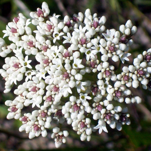 Smoke Bush (Conospermum Longifolium) Plant Care & How to Grow, Water