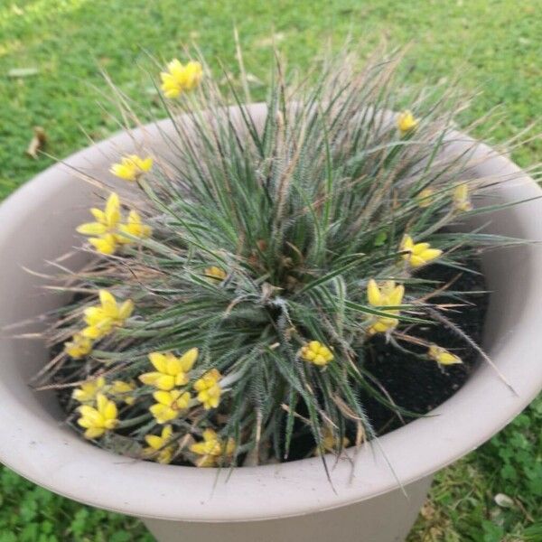 Conostylis Setigera Plant Care & How to Grow, Water