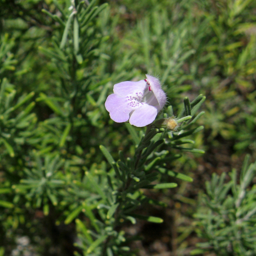 False Rosemary (Conradina Canescens) Plant Care & How to Grow, Water