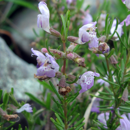 Cumberland-Rosemary (Conradina Verticillata) Care Guide: Water, Soil ...