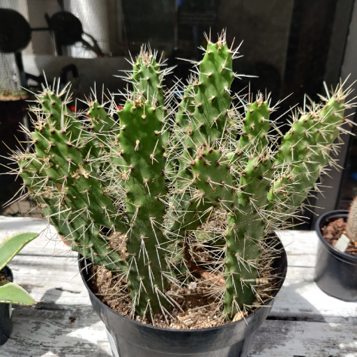 Consolea Falcata Plant Care & How to Grow, Water