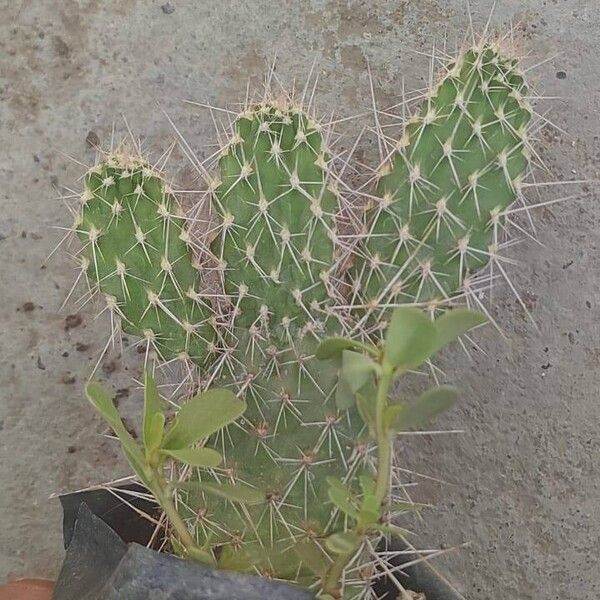 Semaphore Cactus (Consolea Spinosissima) Plant Care & How to Grow, Water