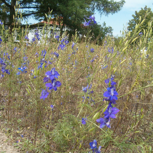 Larkspur (Consolida Ajacis) Care Guide: Water, Soil & Propagation ...