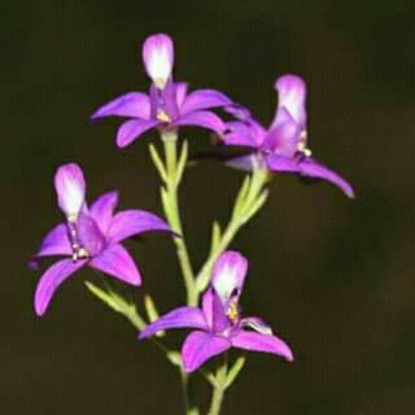 Consolida Hellespontica Care Guide: Water, Soil & Propagation - Plantiary