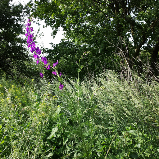 Oriental Knight's Spur (Consolida Orientalis) Plant Care & How to Grow ...