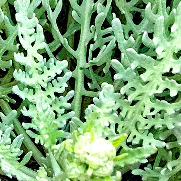 Nevin's Woolly Sunflower (Constancea Nevinii) Care Guide: Water, Soil ...