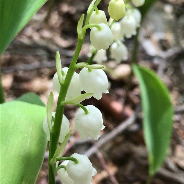 American Lily-Of-The-Valley (Convallaria Pseudomajalis) Care Guide ...