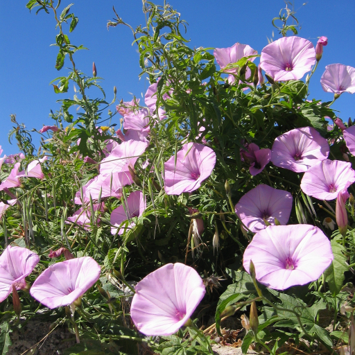 Mallow-Leaf Bindweed (Convolvulus Althaeoides) Plant Care & How to Grow ...