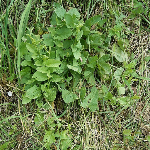 Wild Morning-Glory (Convolvulus Arvensis) Plant Care & How to Grow, Water